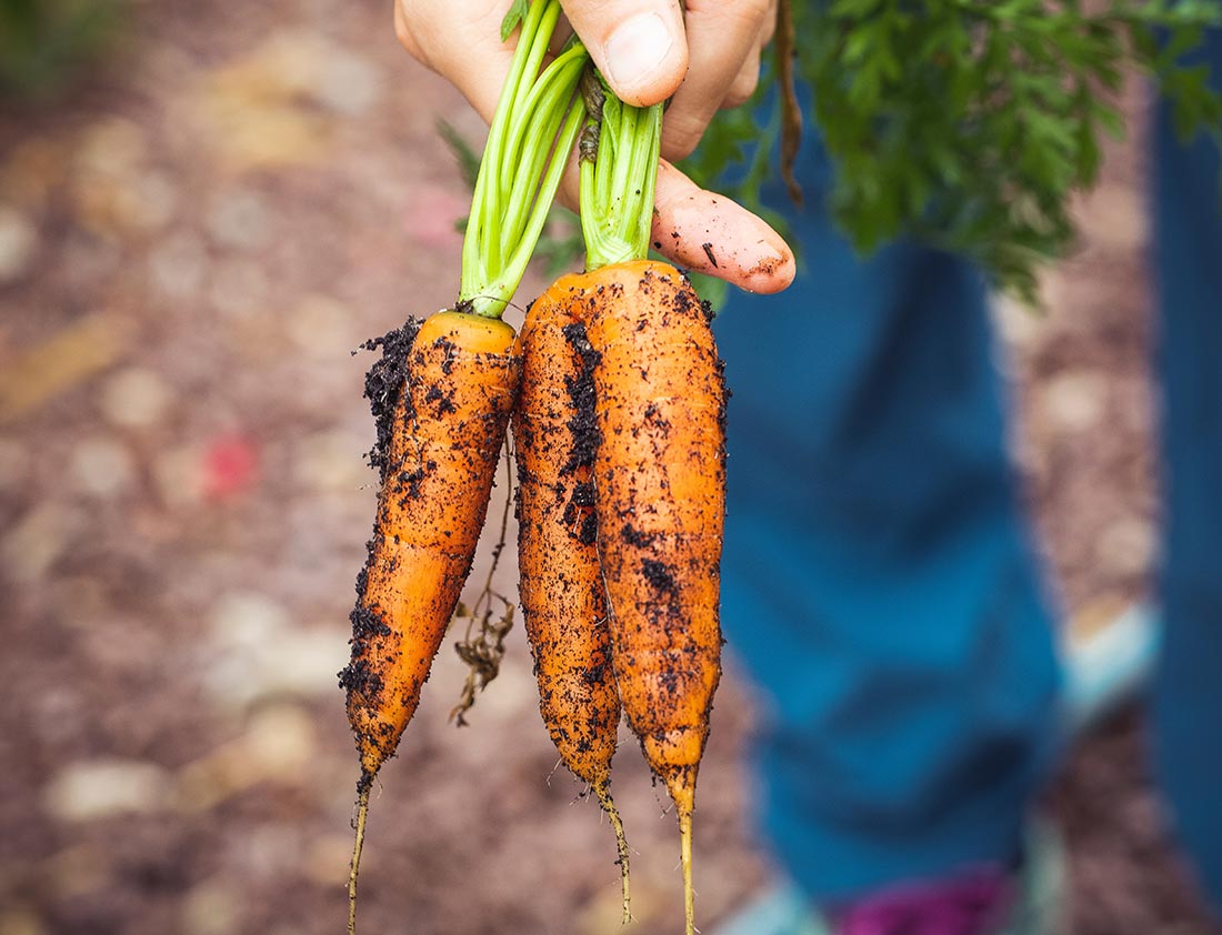 Why Is Fiber Good For You? (And How To Get Enough Fiber!)